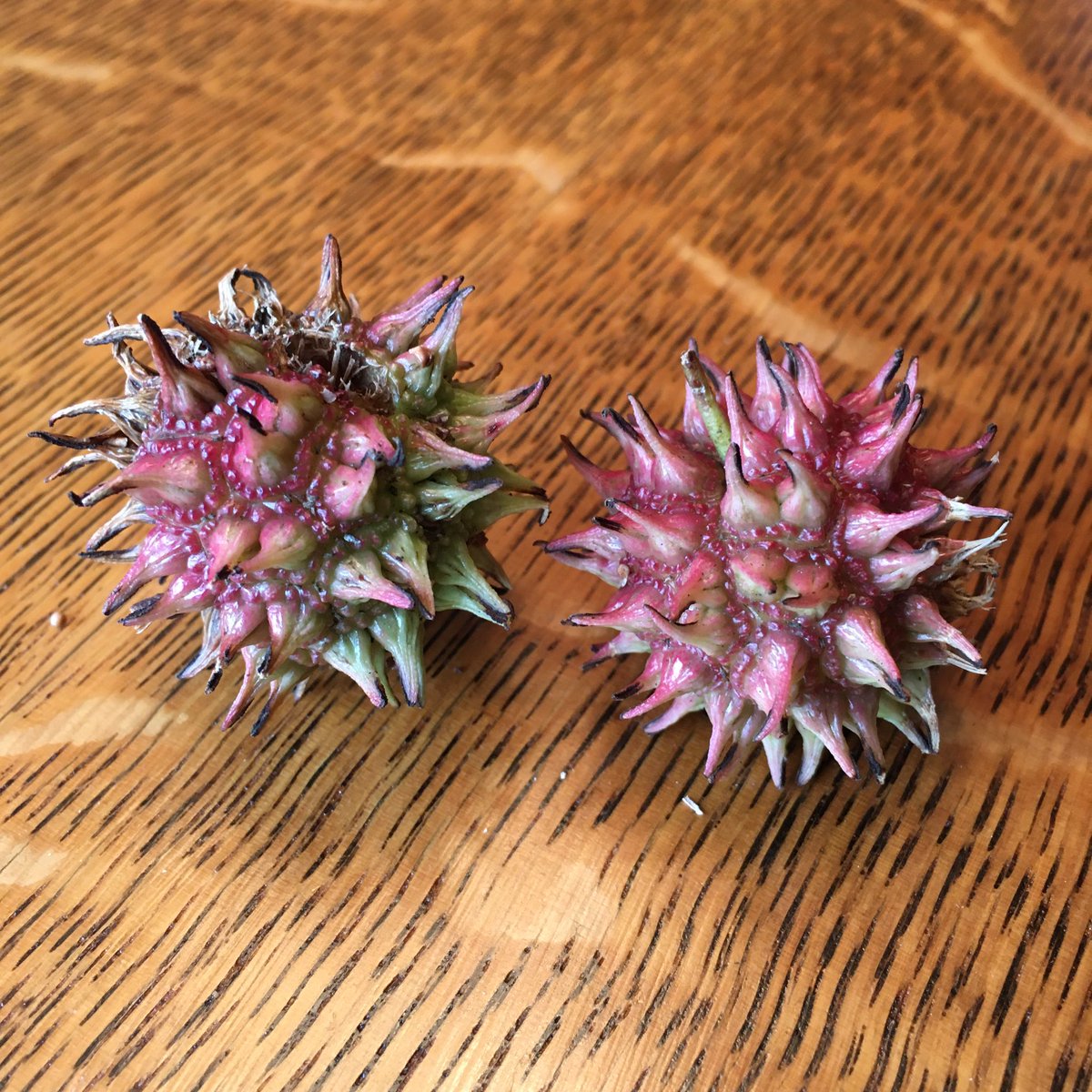 The Endless Bookshelf – simply messing about in books